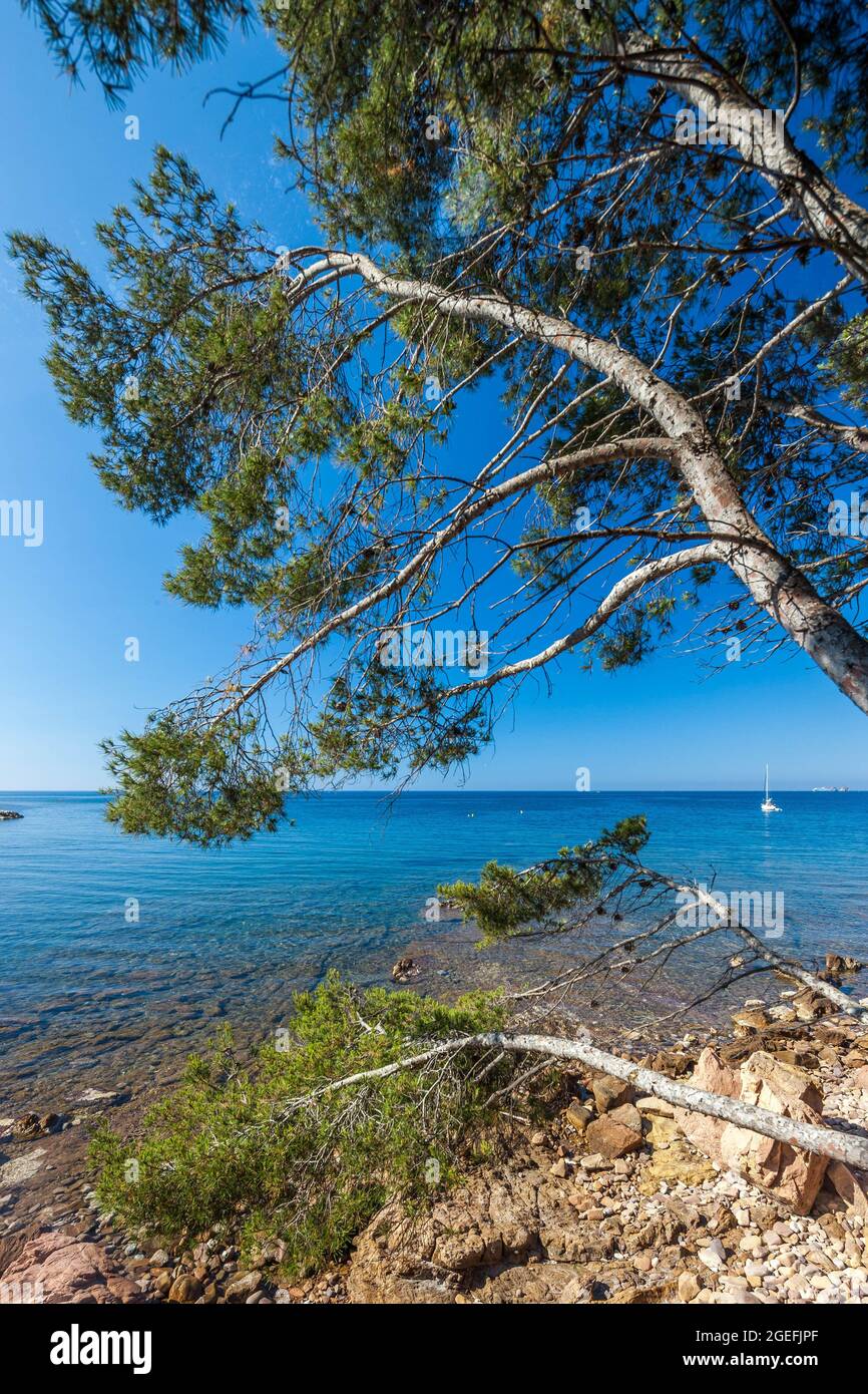 FRANCE, VAR(83) SAINT-MANDRIER-SUR-MER, PIN ROLLAND Stock Photo - Alamy