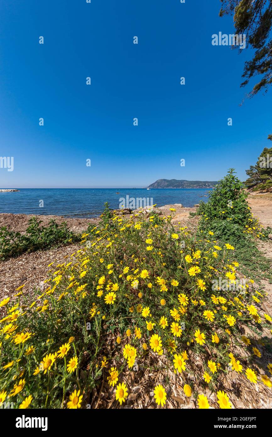 FRANCE, VAR(83) SAINT-MANDRIER-SUR-MER, PIN ROLLAND Stock Photo - Alamy