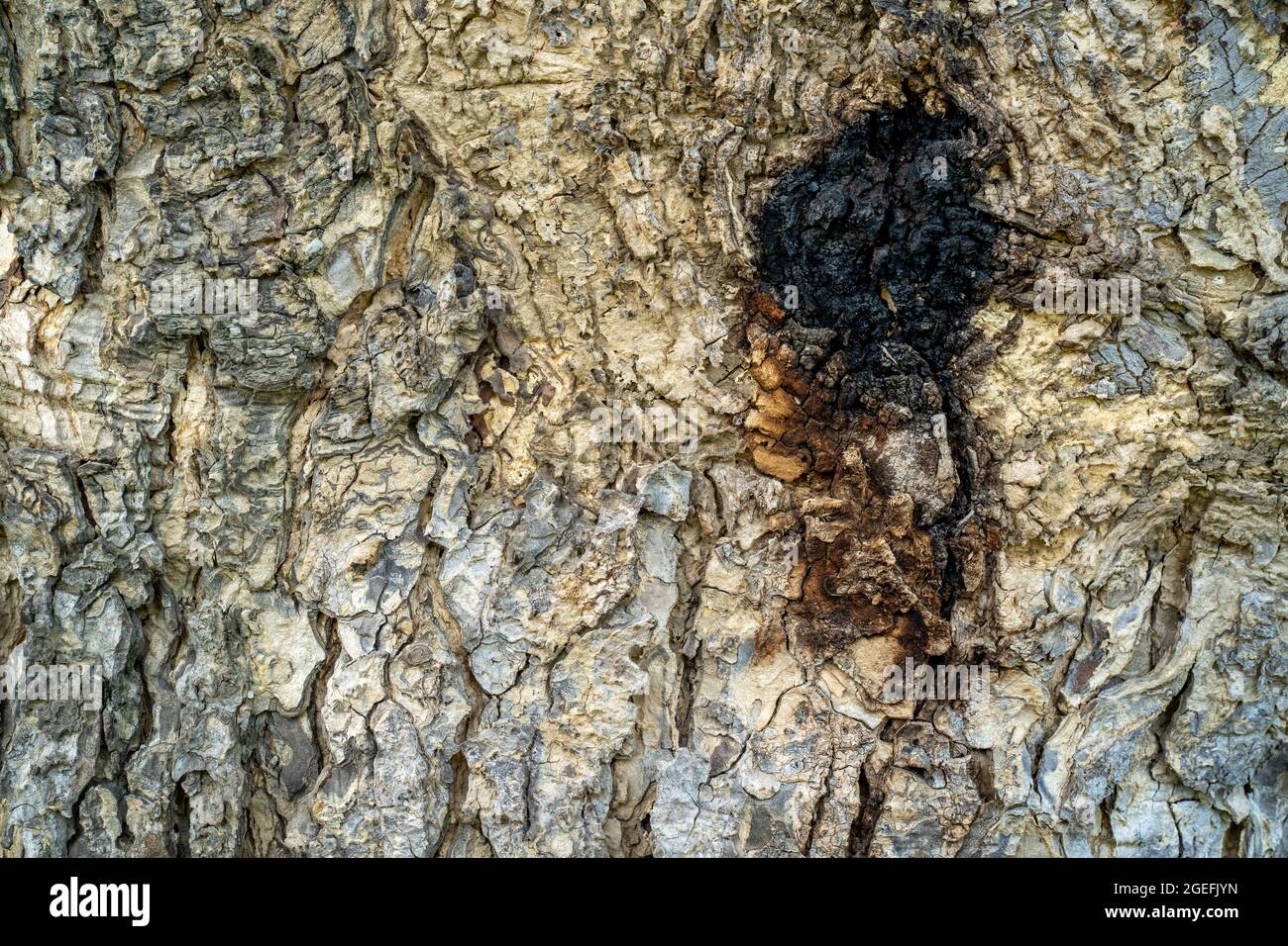 Closeup shot damaged tree hi-res stock photography and images - Alamy