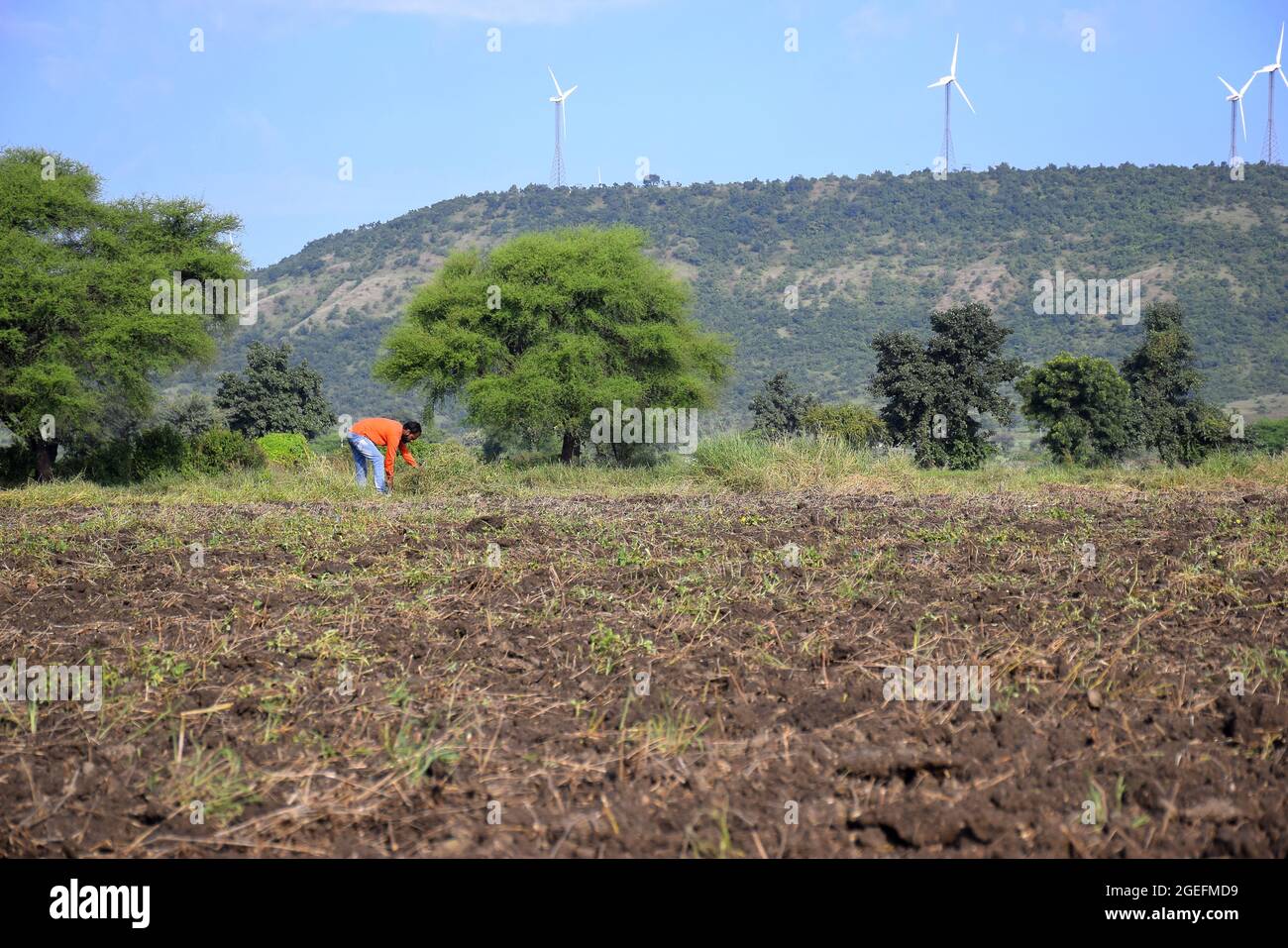 Indian bean trees hi-res stock photography and images - Alamy