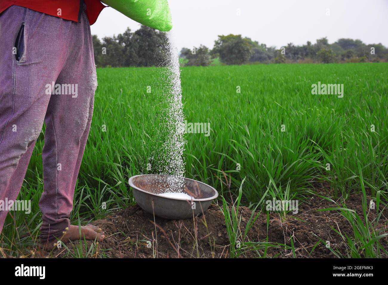 Indian farmer is applying fertilizer in steel vessel. To increase ...