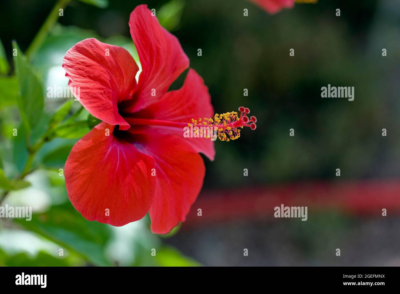 FRANCE. NORTHERN-CORSICA (2B) BALAGNE REGION. ROUSSE ISLAND. POPPIES ...