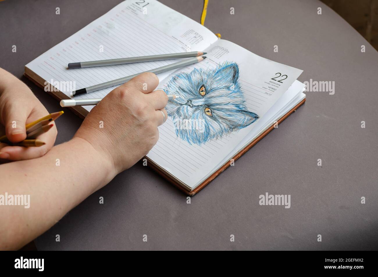 Adult Woman draws a cat in colored pencils on the pages of an open ...