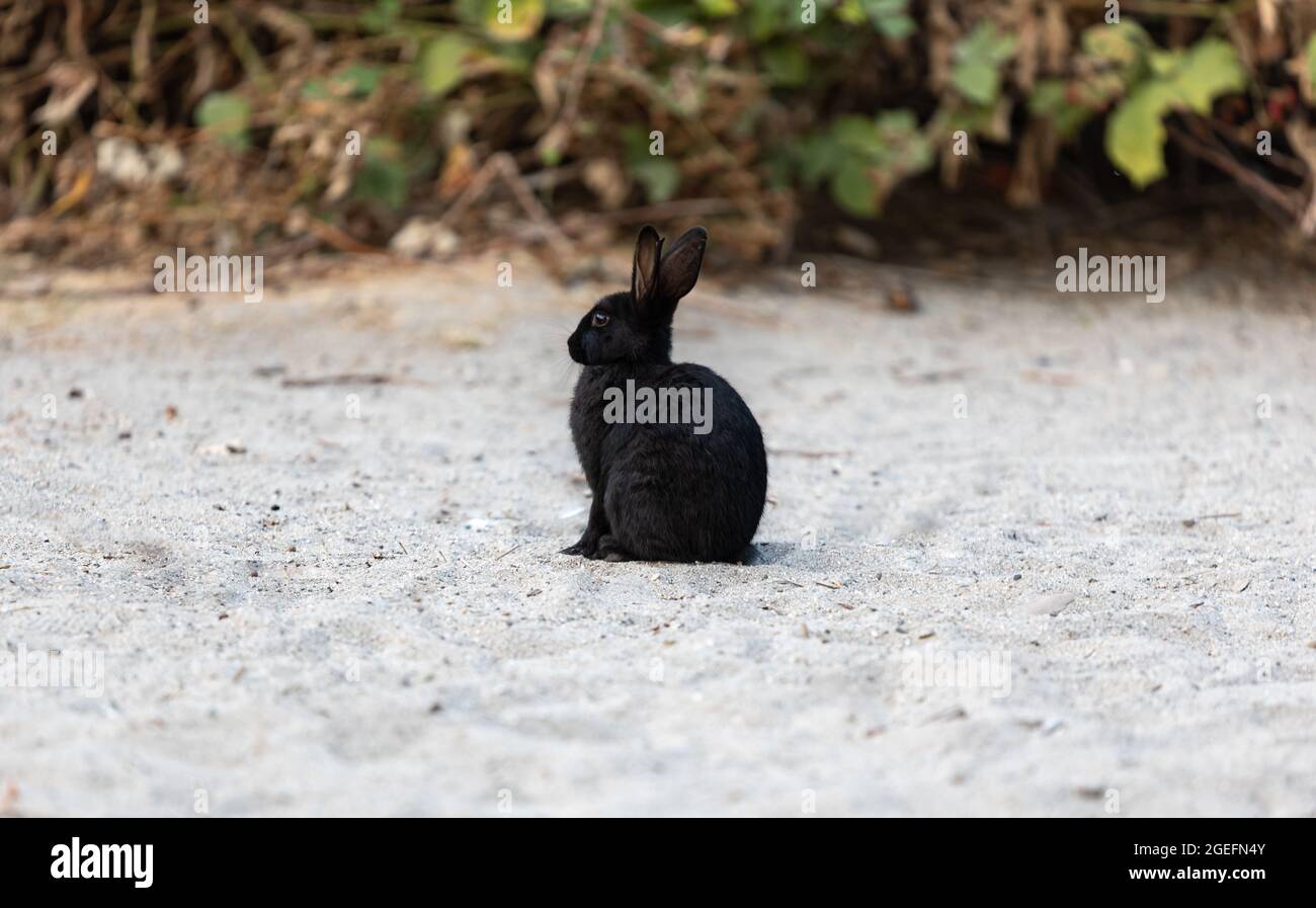 Small wild black rabbit sitting on the white sand on the beach of ...