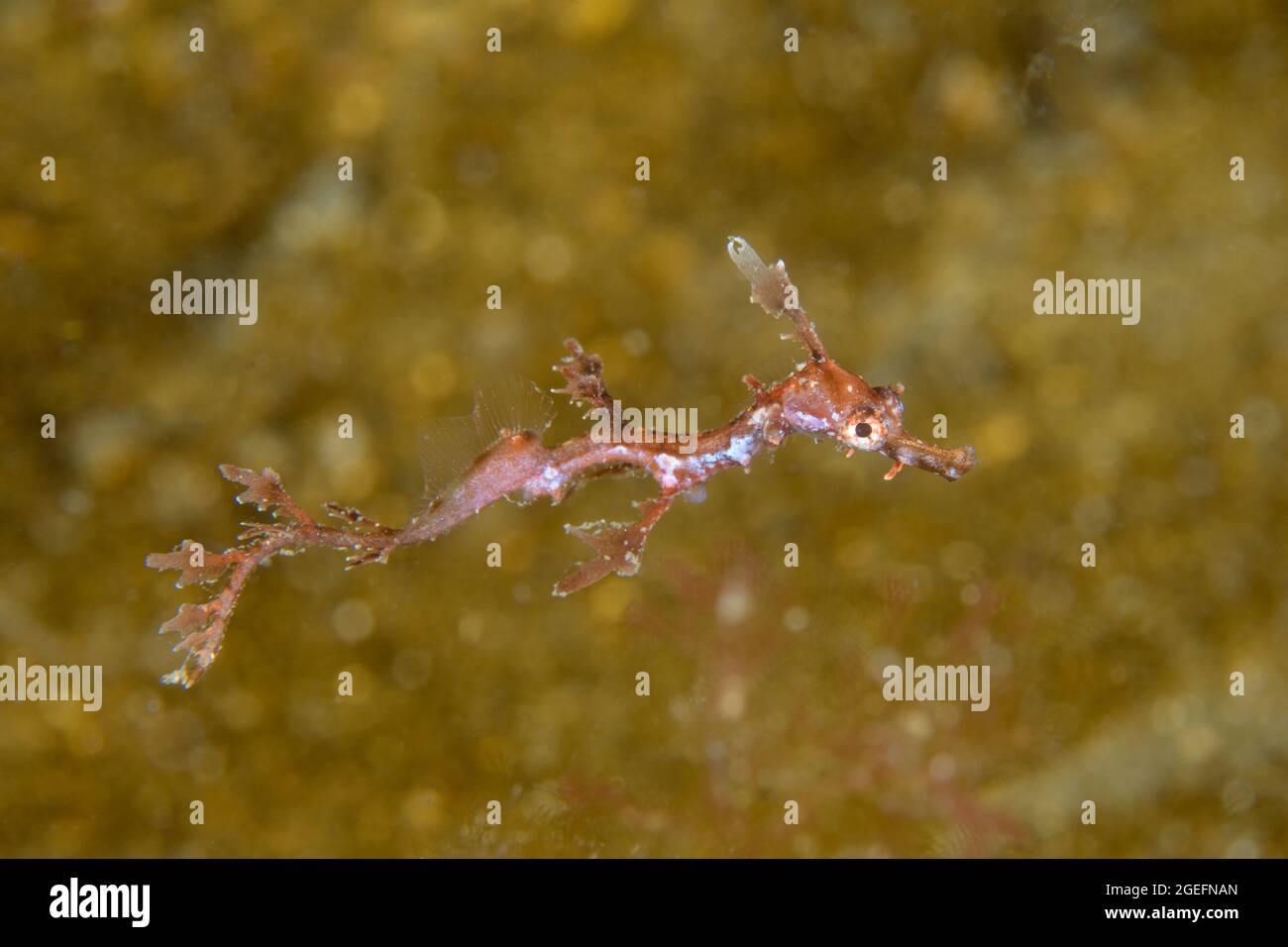 Juvenile Weedy Seadragon, Phyllopteryx taeniolatus, at Kurnell, New ...