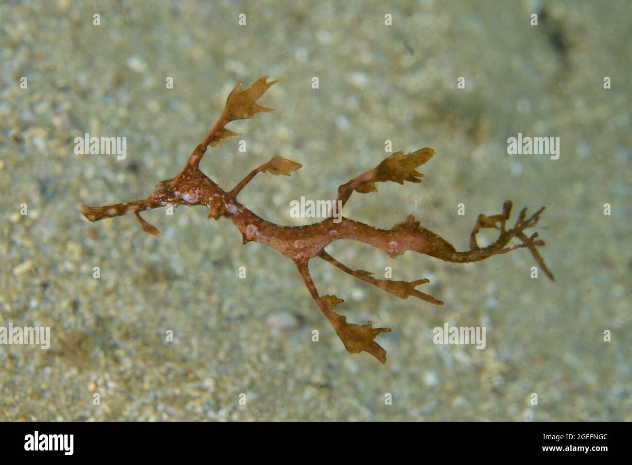 Juvenile Weedy Seadragon, Phyllopteryx taeniolatus, at Kurnell, New ...