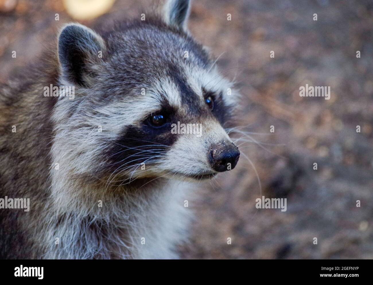 Shallow focus shot of an adorable gray raccoon gargle - wildlife Stock ...