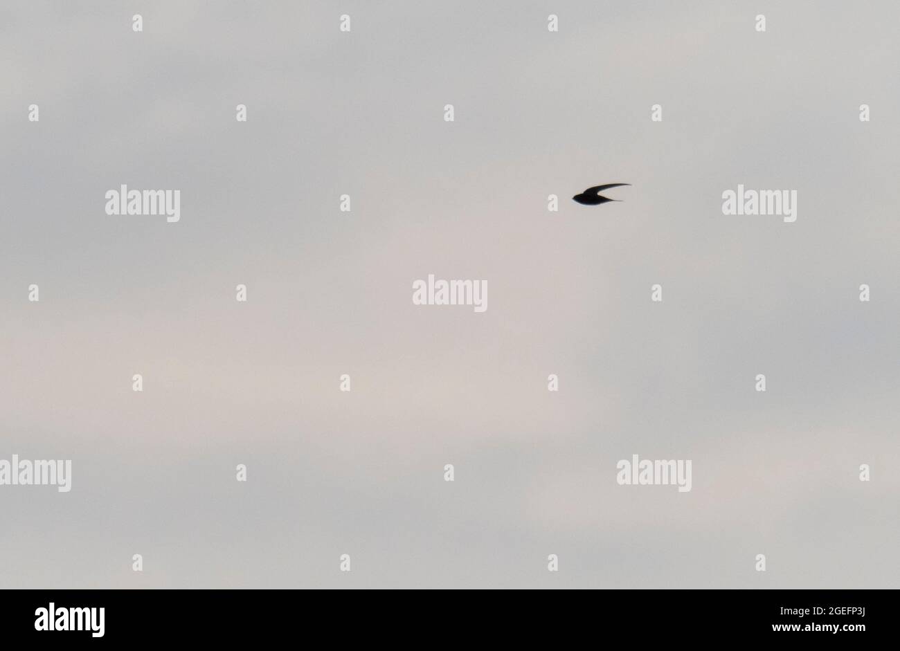 Common Swift, Apus apus over Ambleside, Lake District, UK Stock Photo ...