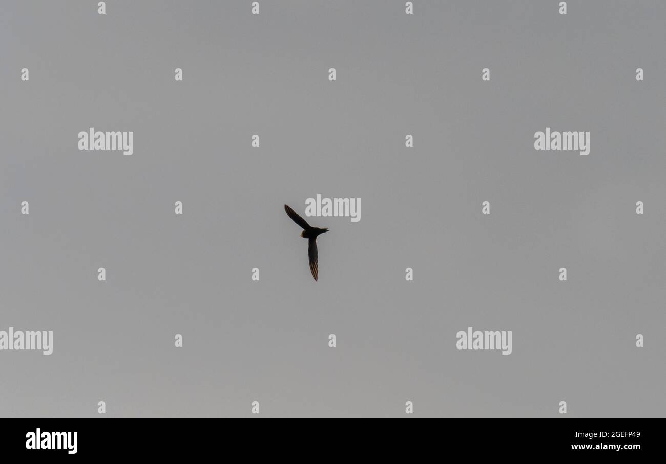 Common Swift, Apus apus over Ambleside, Lake District, UK Stock Photo ...