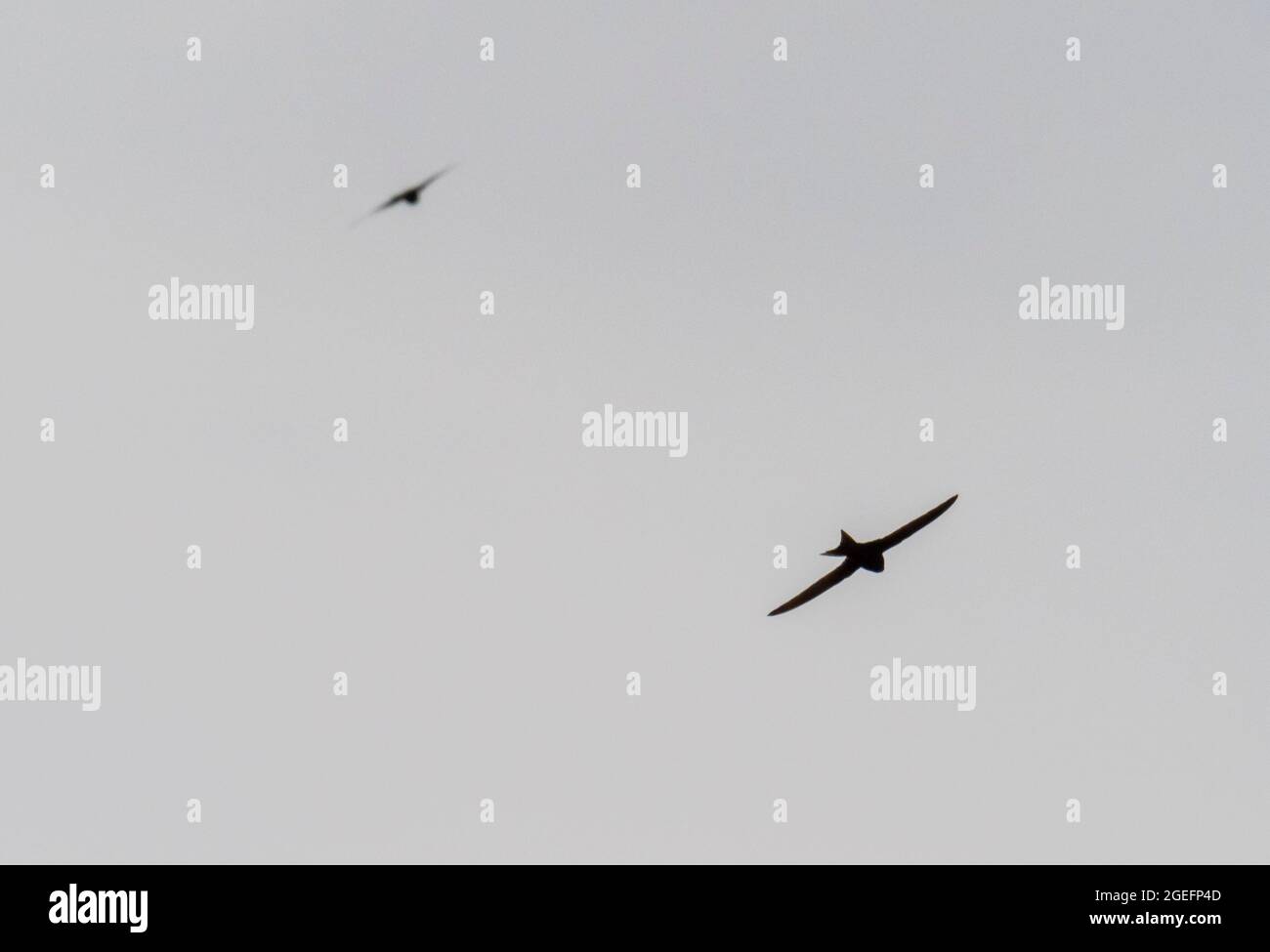 Common Swift, Apus apus over Ambleside, Lake District, UK Stock Photo ...