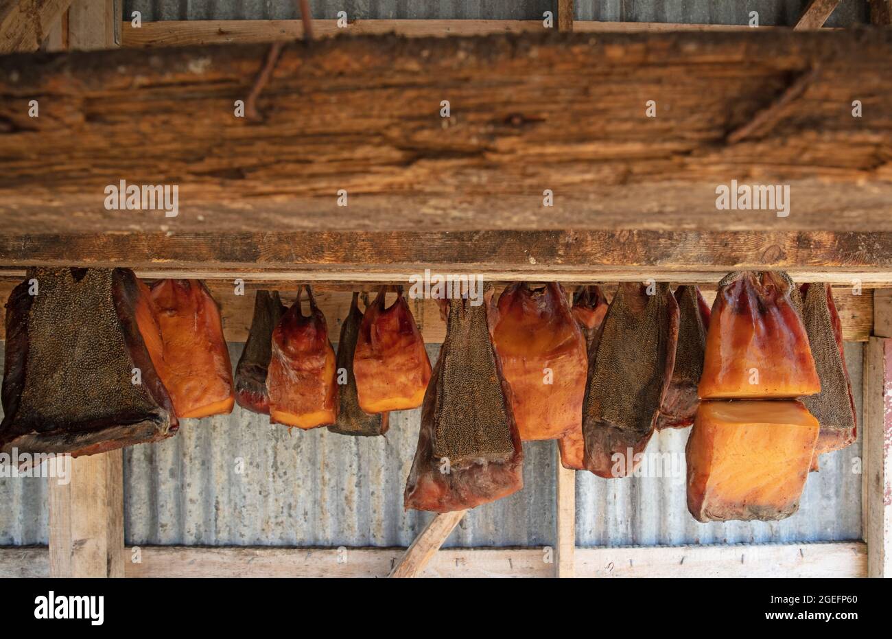 Specialty of iceland called hakarl (fermented shark) in open warehouse ...