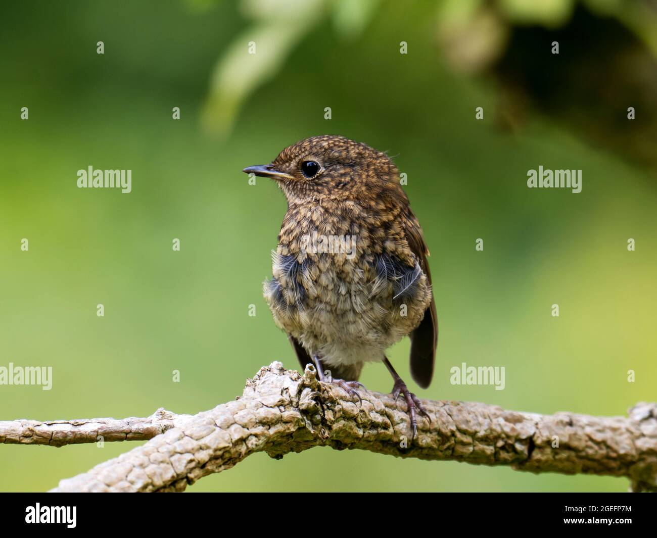 Juvenile robin moult hi-res stock photography and images - Alamy