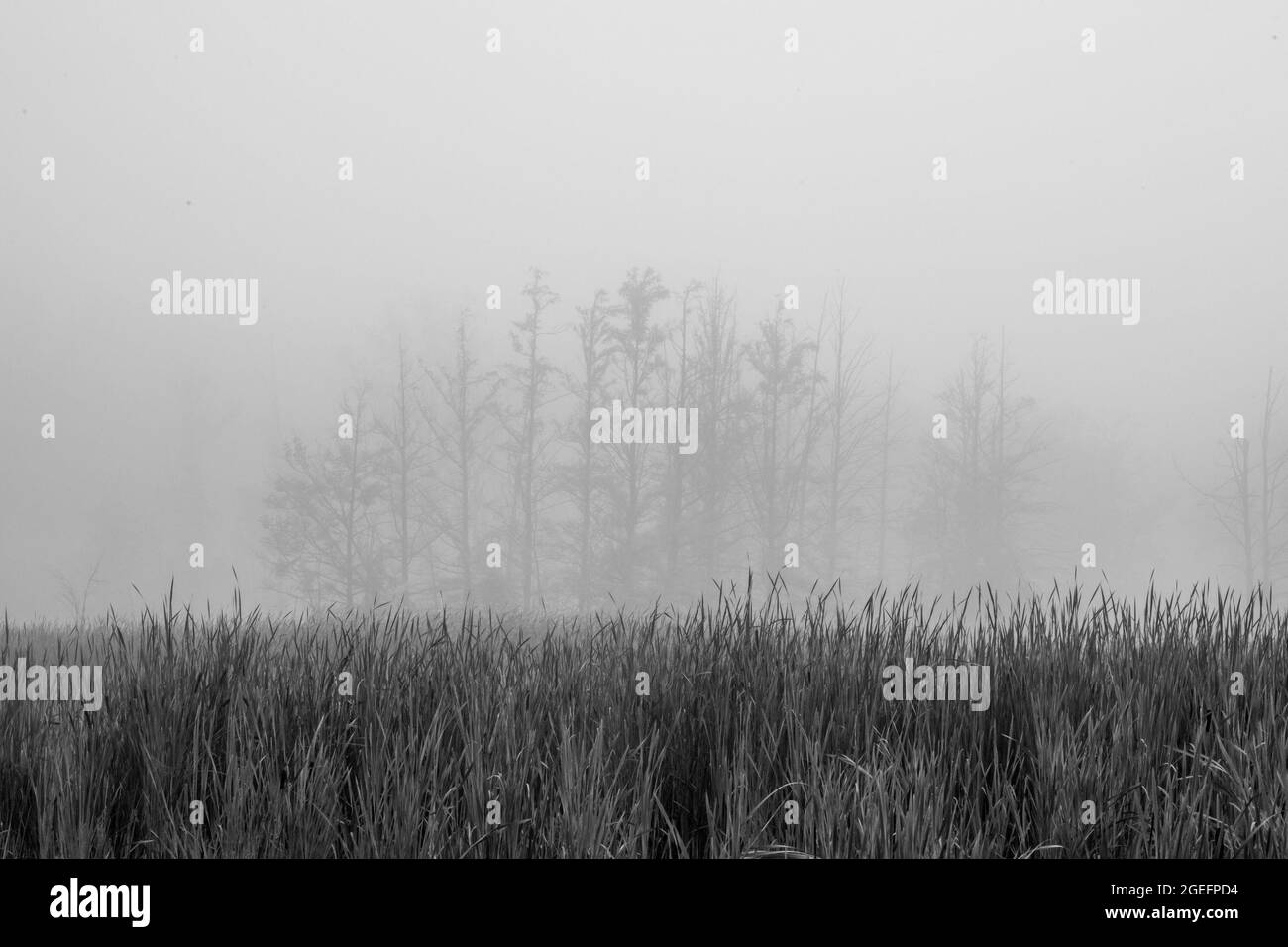 Natural landscape in fog Stock Photo - Alamy