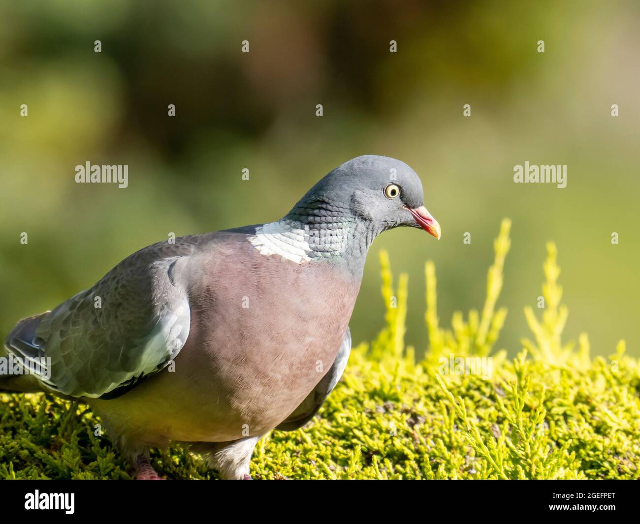 Wood pigeon lake district hi-res stock photography and images - Alamy