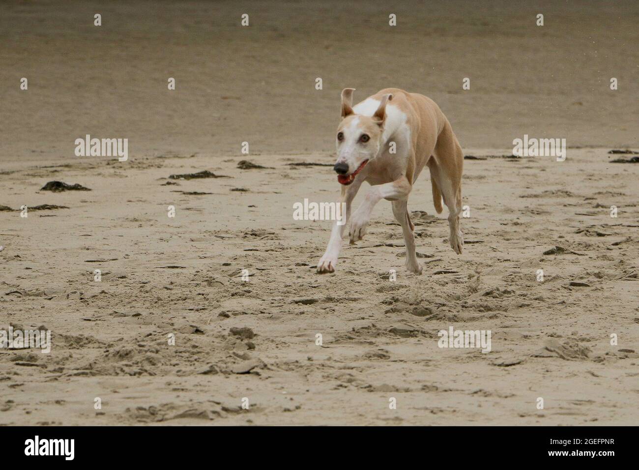 Detail on running dog hi-res stock photography and images - Alamy