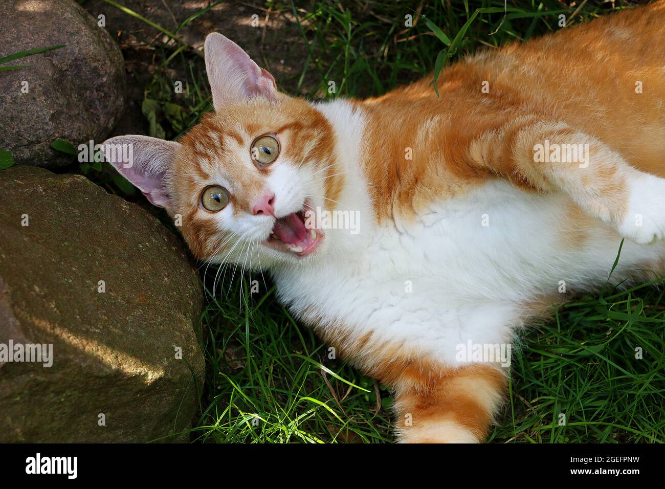 Surprised cat lying outside Stock Photo - Alamy