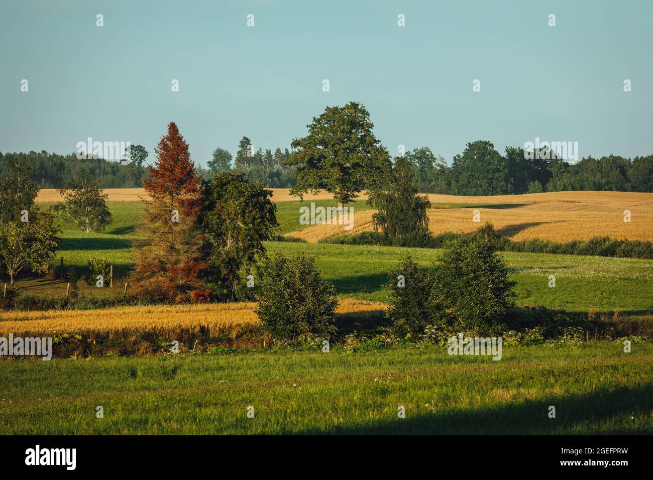 Close-up shot of a red oak tree surrounded by shrubs on a green meadow ...