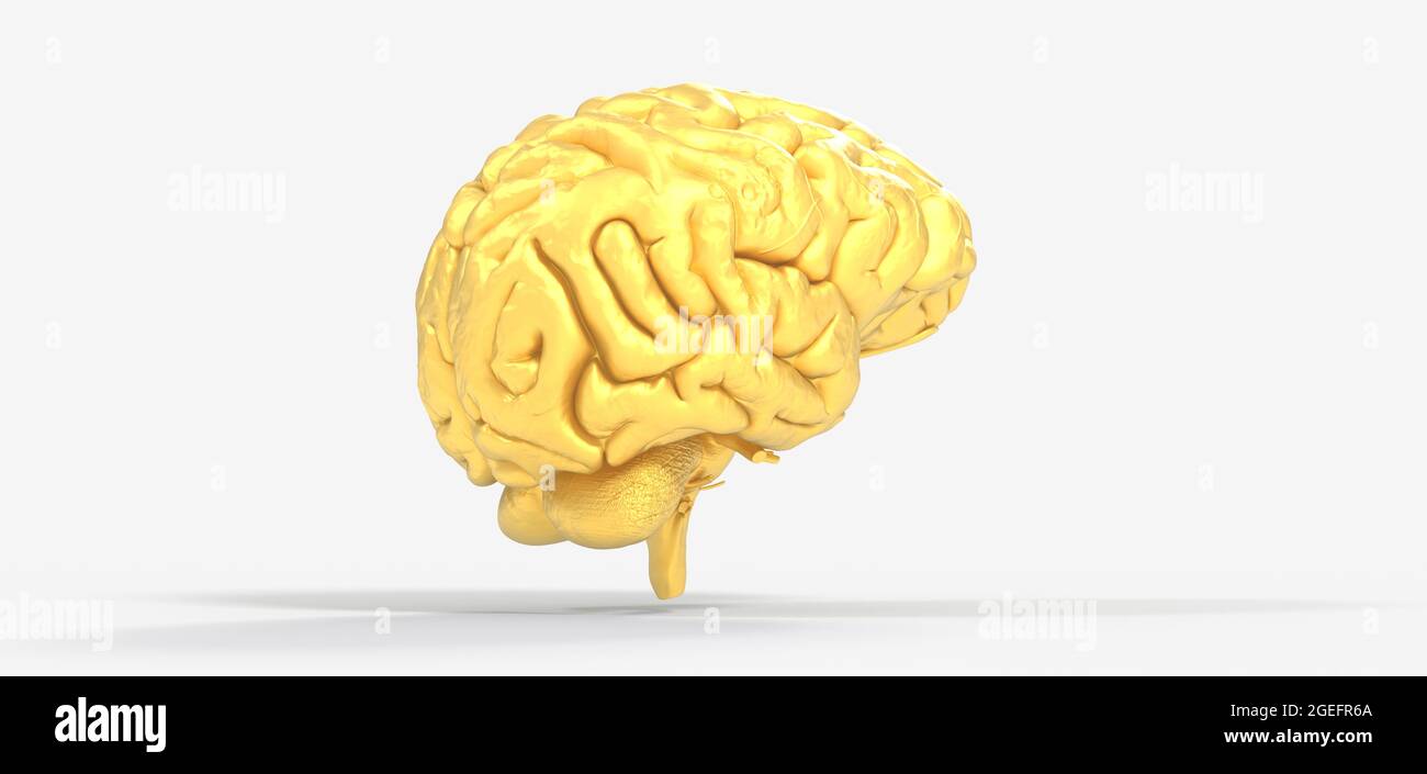 3D rendering of an anatomical human brain on a white background Stock ...