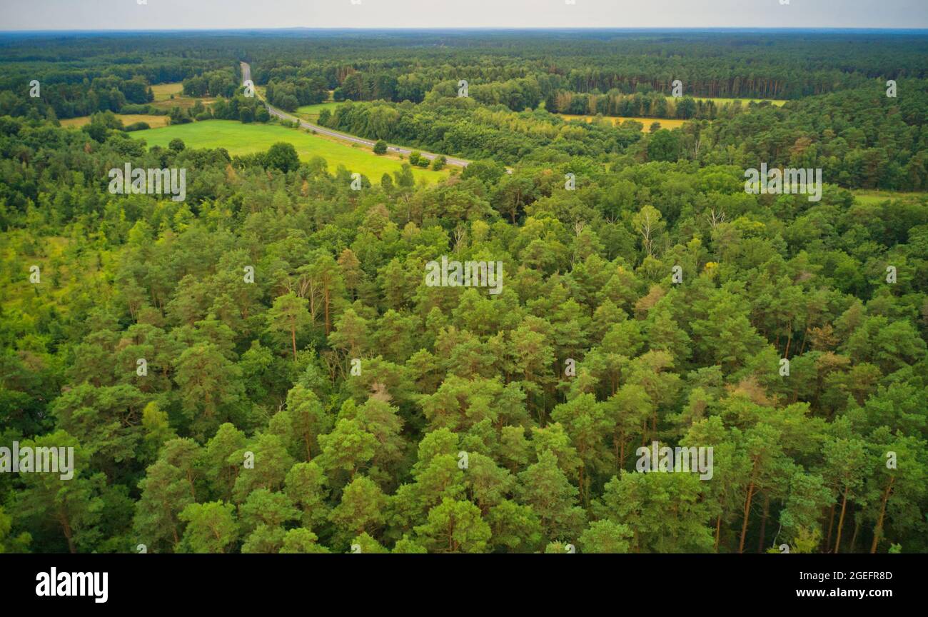 Dense treetop hi-res stock photography and images - Alamy