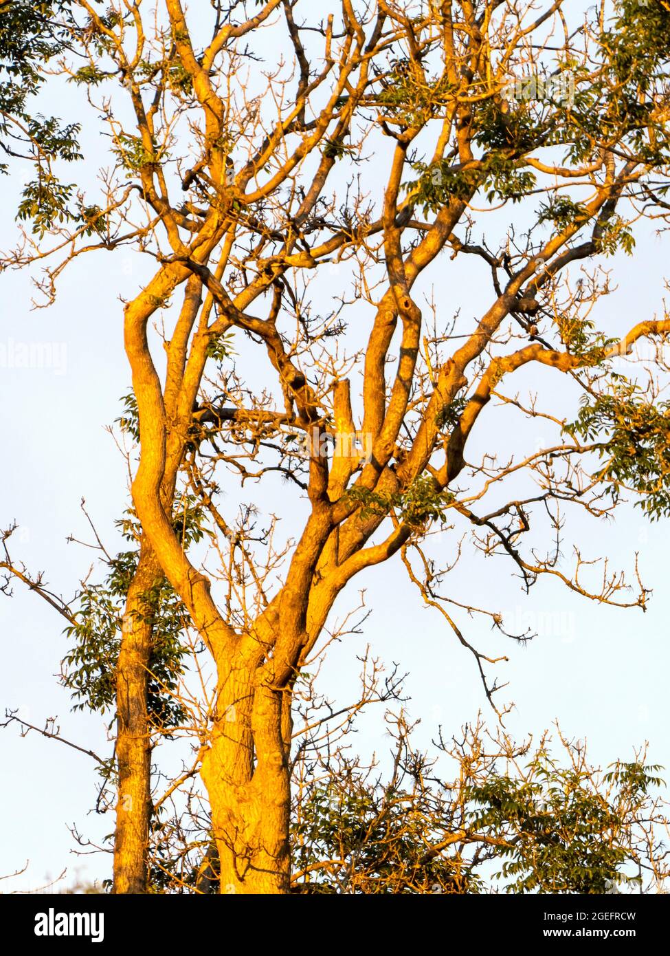 Ash dieback, Hymenoscyphus fraxineus fungus, affecting an Ash tree in ...