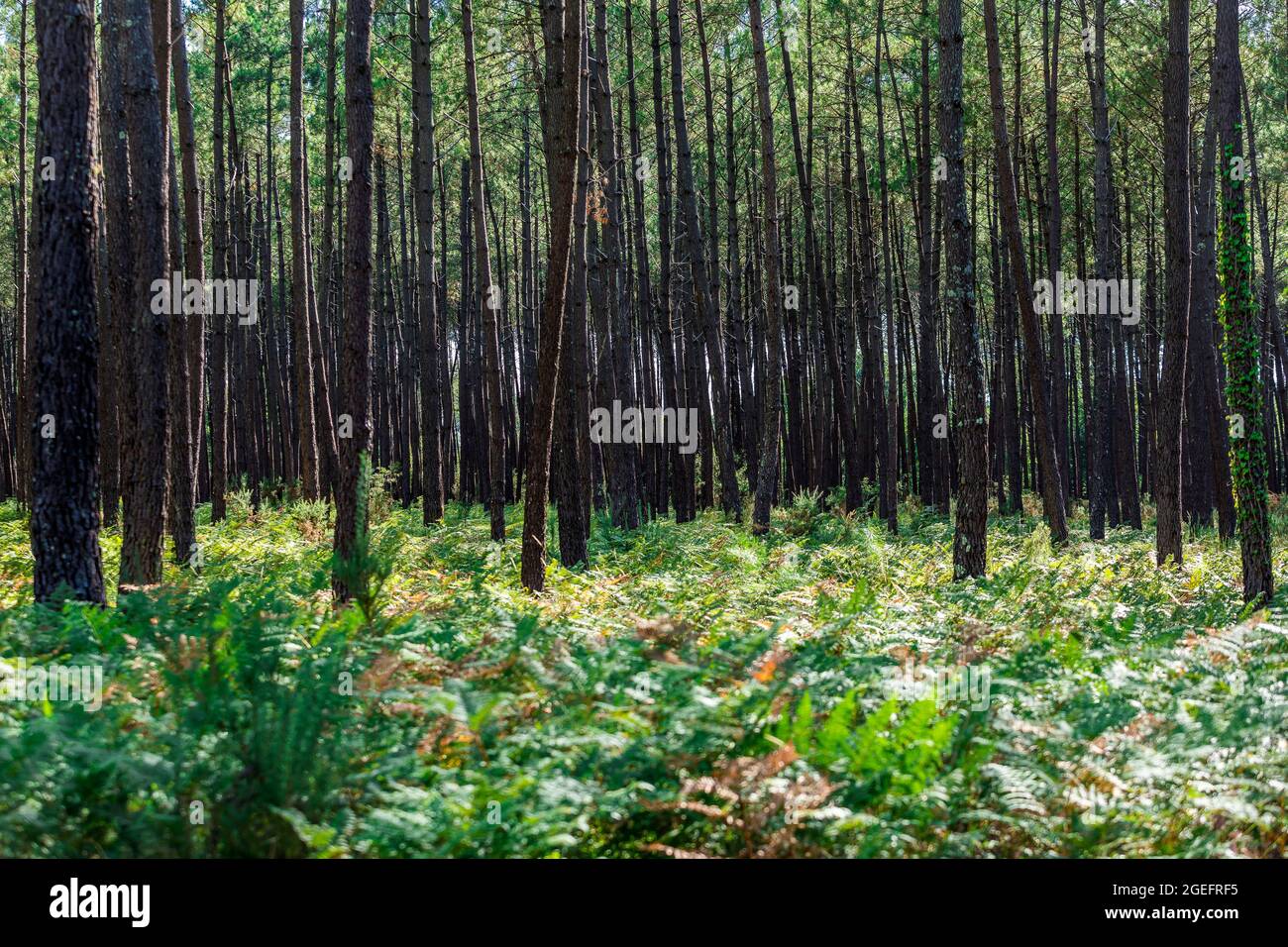 France forests hi-res stock photography and images - Alamy