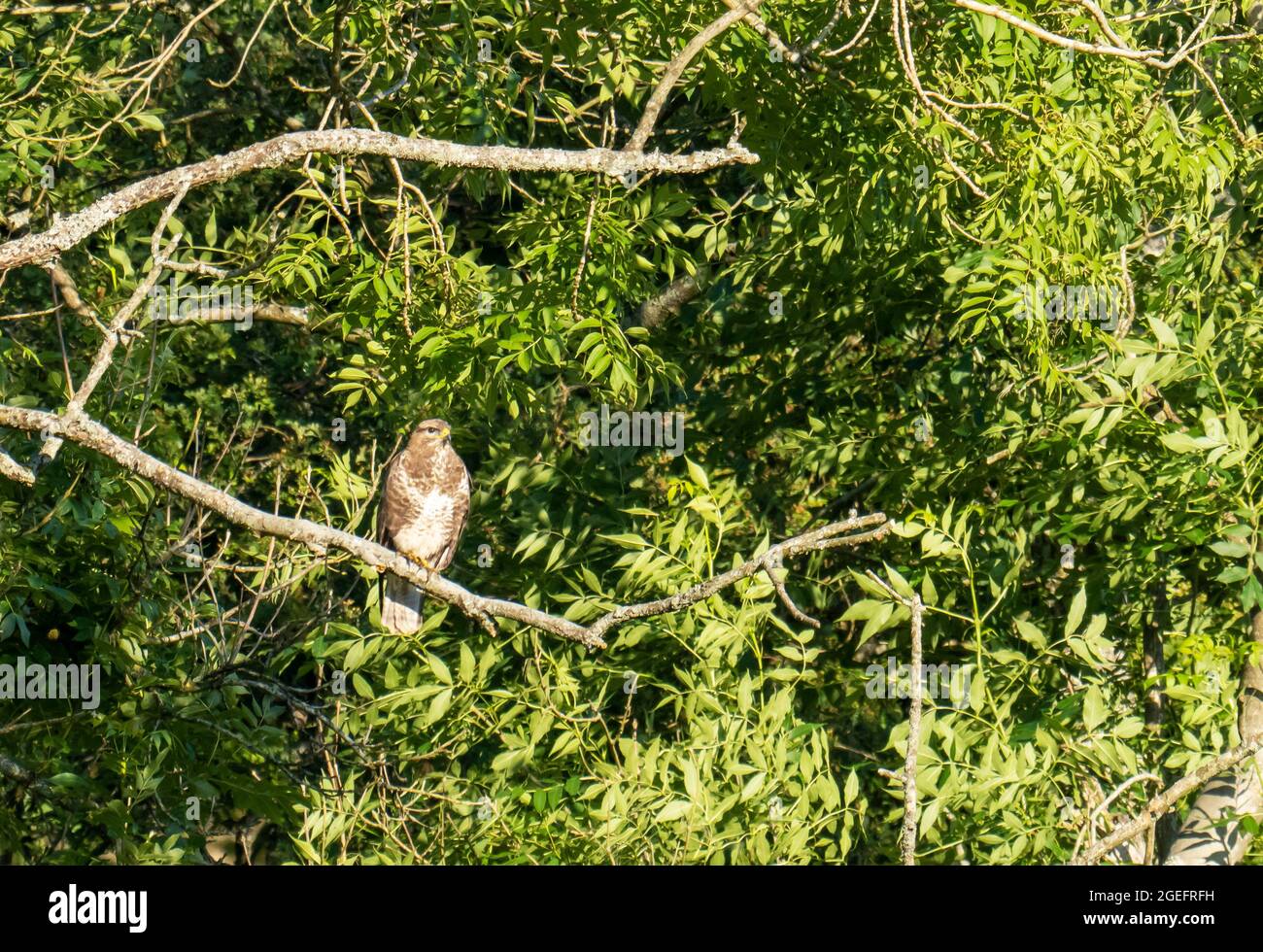 A Common Buzzard in Ambleside, UK Stock Photo - Alamy