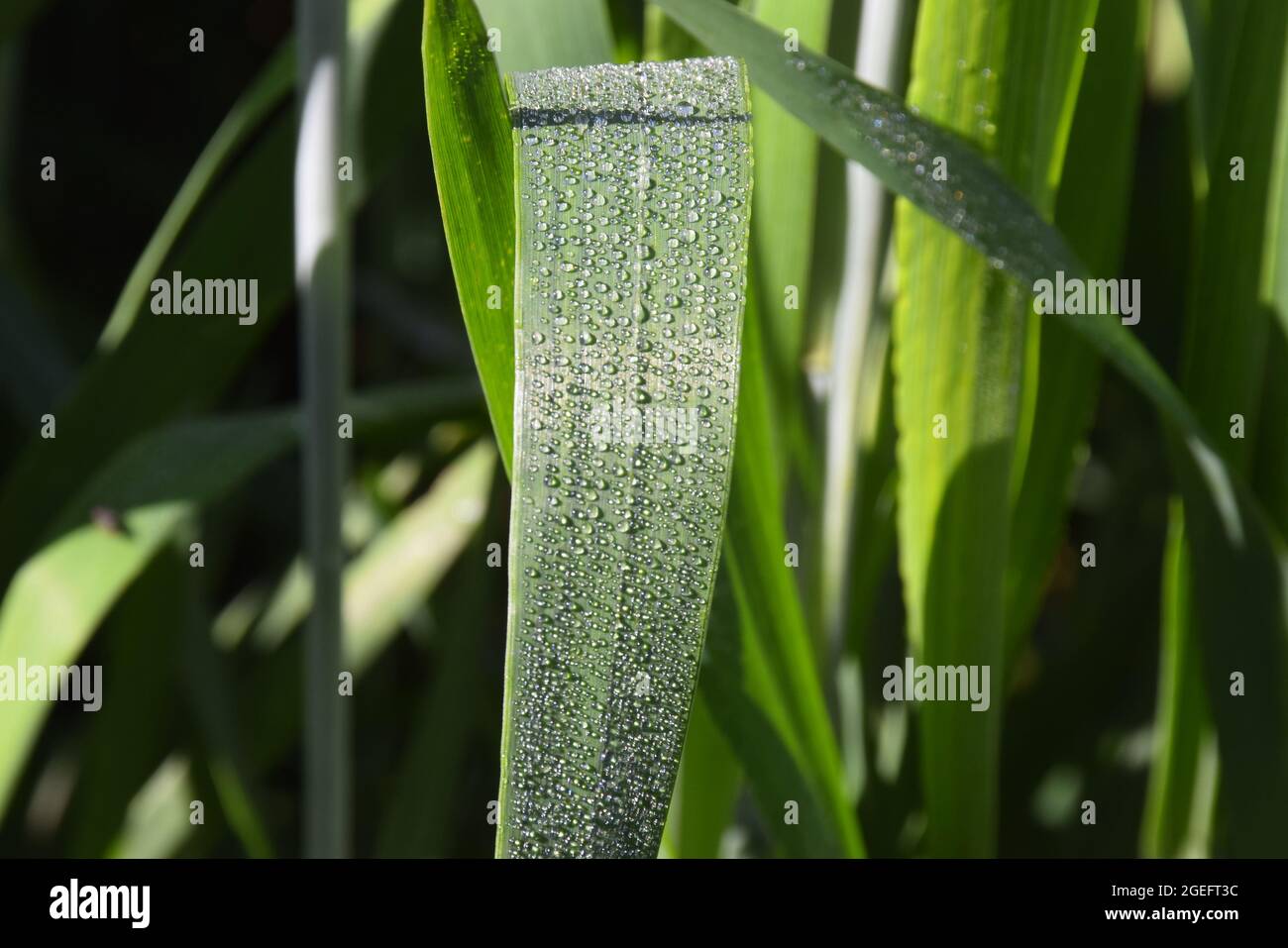The dew of the wheat plant is shining with the sun's rays, a ...