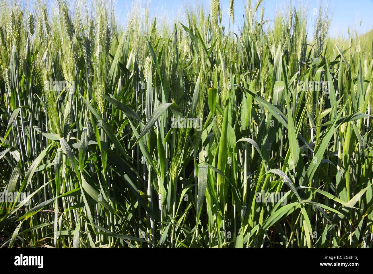 The dew of the wheat plant is shining with the sun's rays, a ...