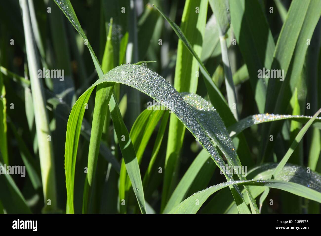 The dew of the wheat plant is shining with the sun's rays, a ...