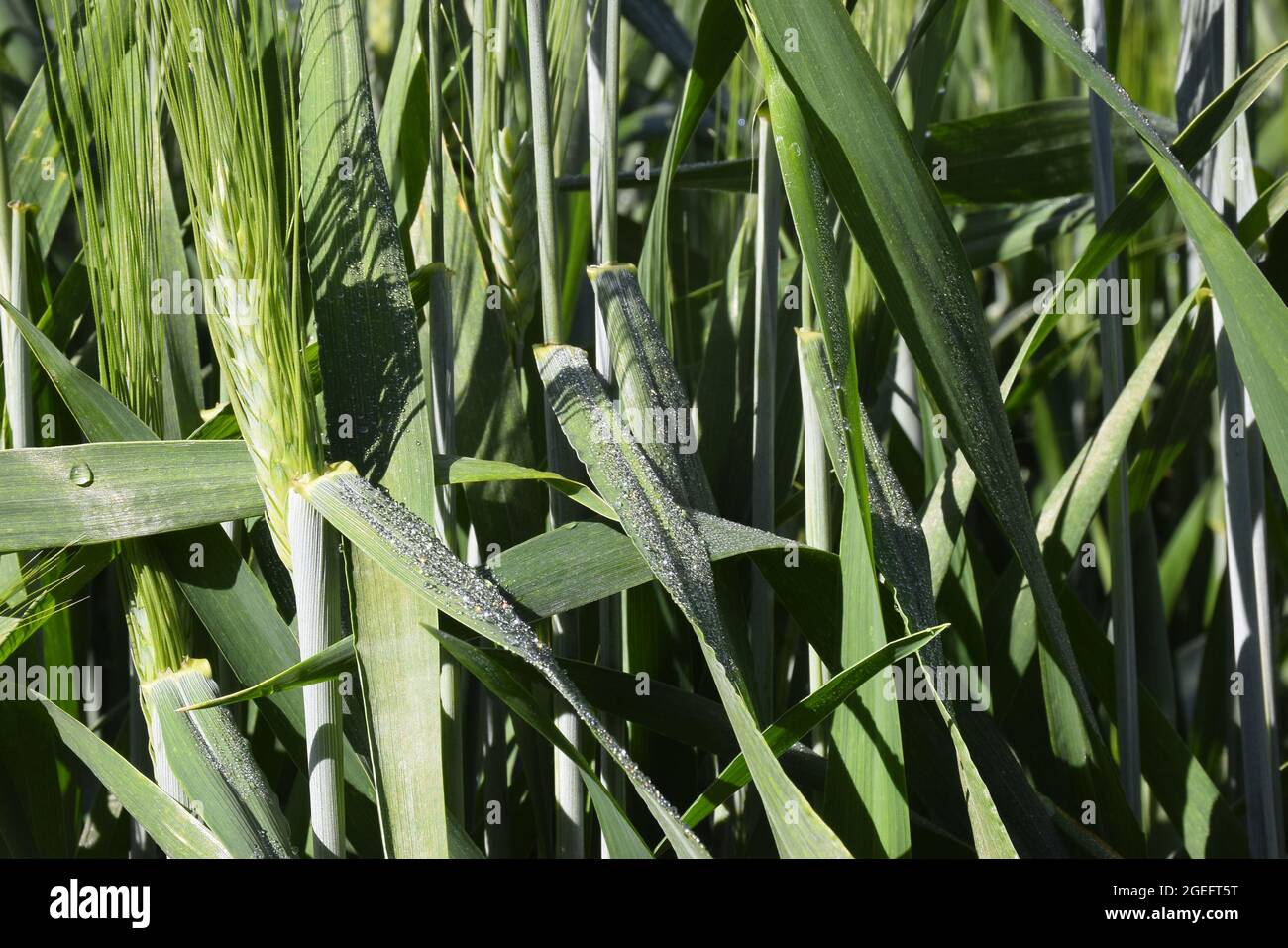 The dew of the wheat plant is shining with the sun's rays, a ...