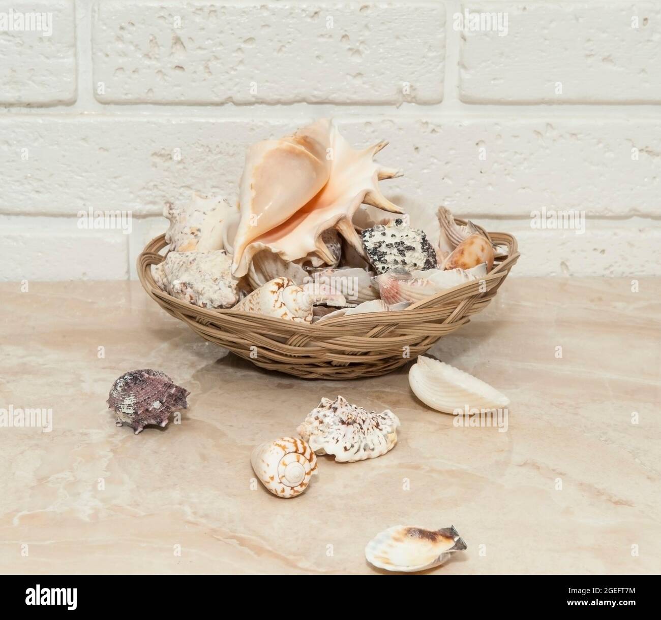 Seashell on a table hi-res stock photography and images - Alamy