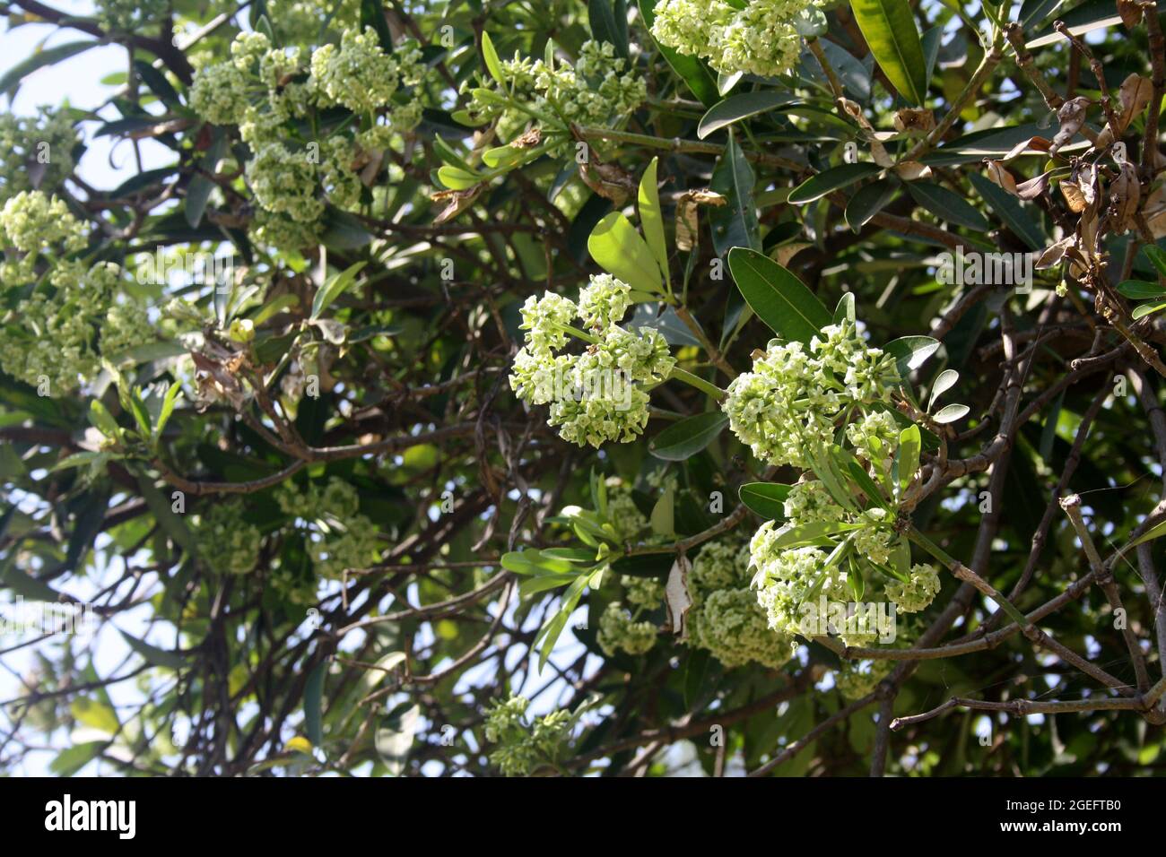 Blackboard tree or Chitwan (Alstonia scholaris) with fragrant white ...