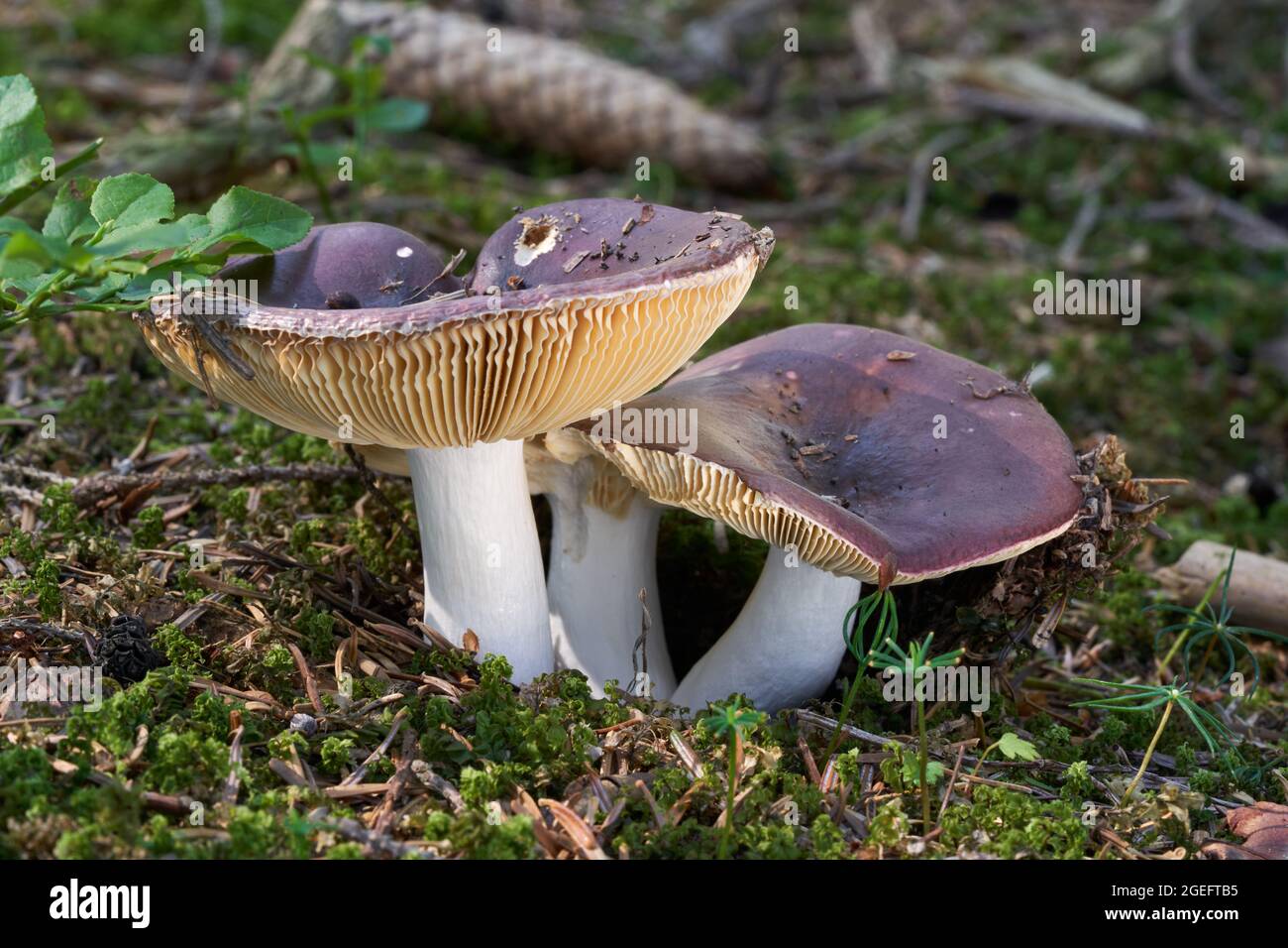 Edible mushroom Russula integra in spruce forest. Known as entire ...