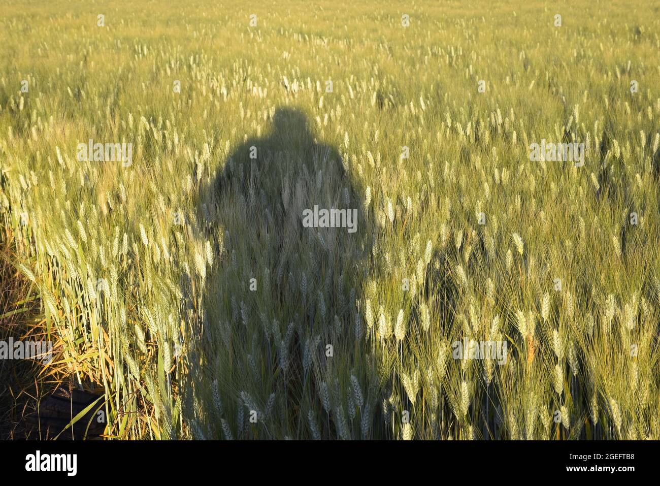 The rays of the sun and the shadow of the photographer falling on the ...