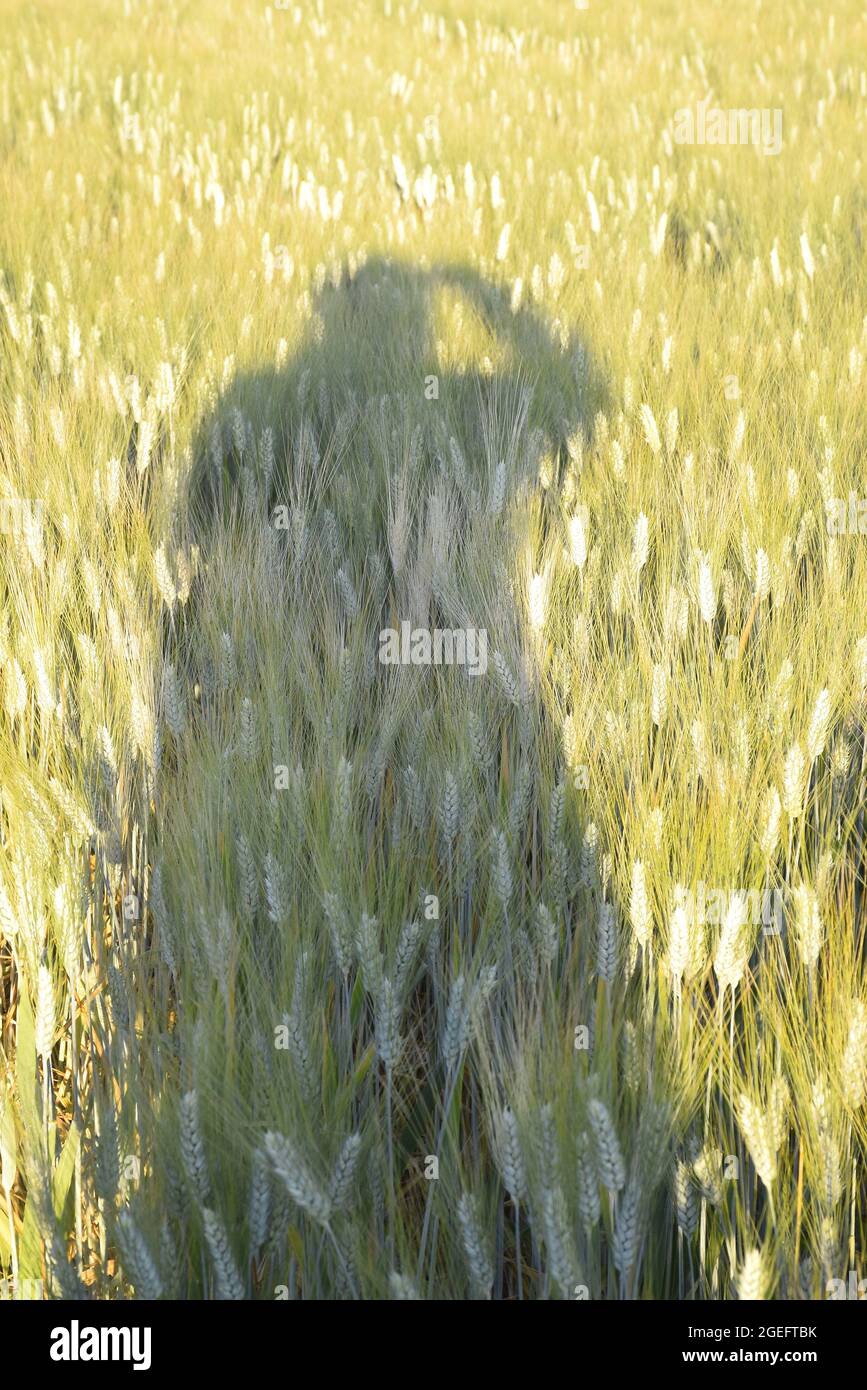 The rays of the sun and the shadow of the photographer falling on the ...