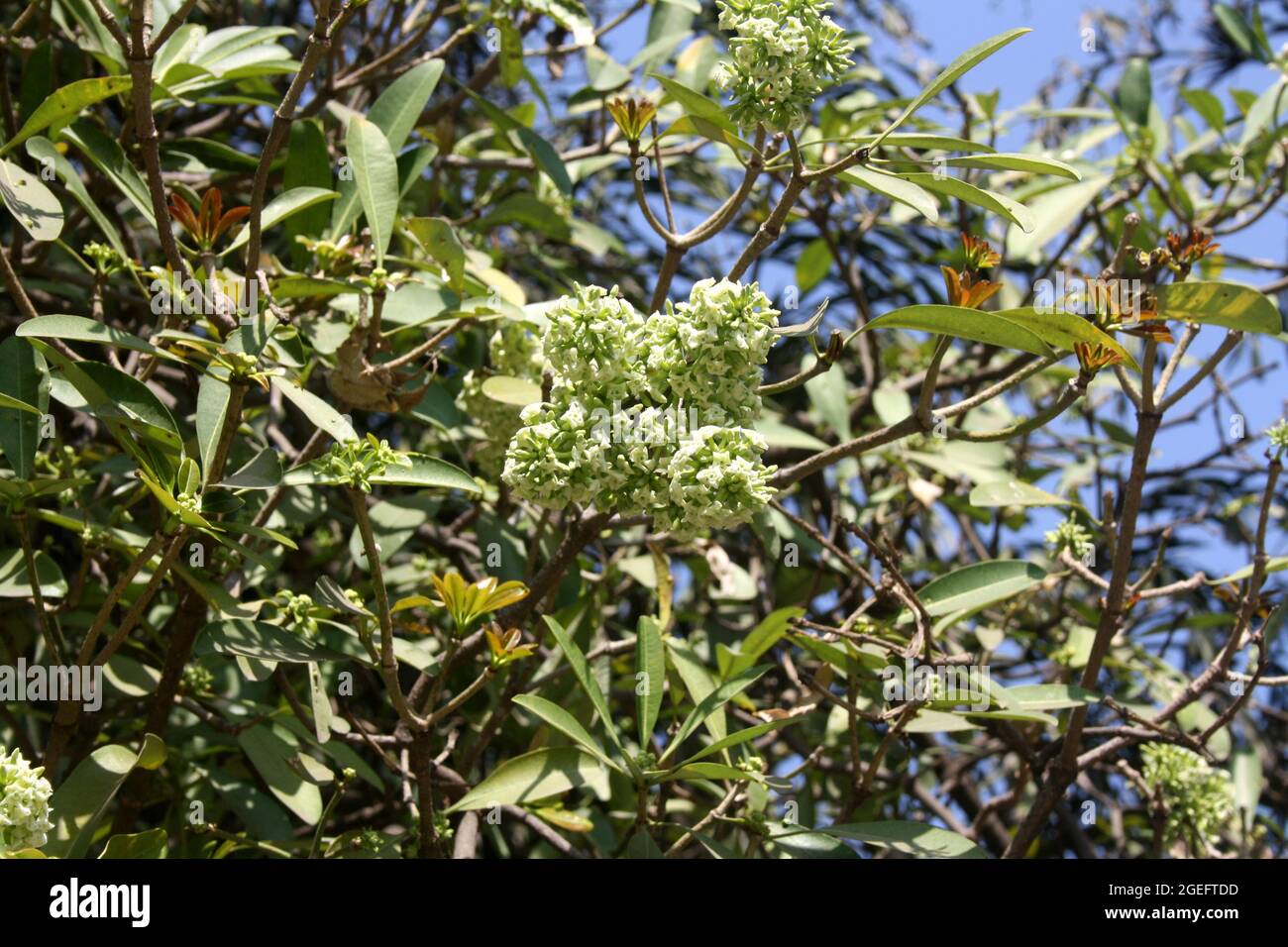 Blackboard tree or Chitwan (Alstonia scholaris) with fragrant white ...