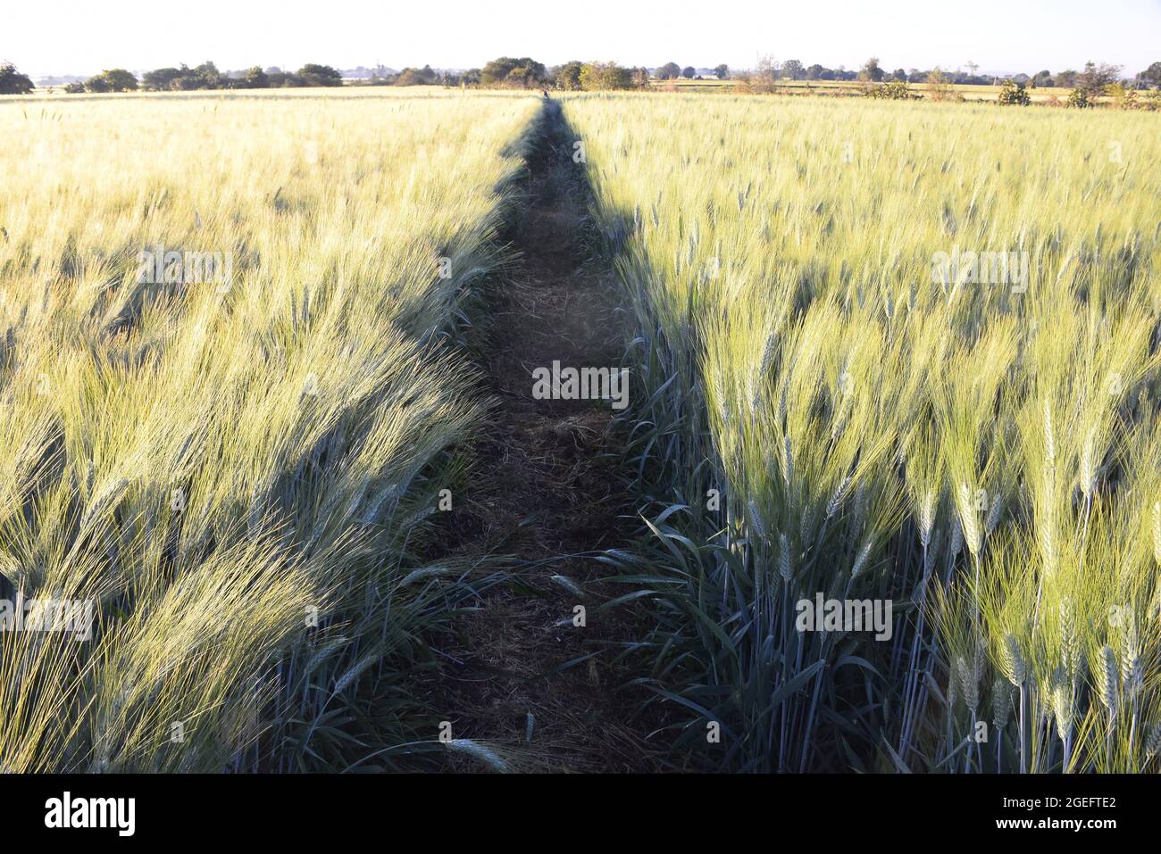 The rays of the sun and the shadow of the photographer falling on the ...