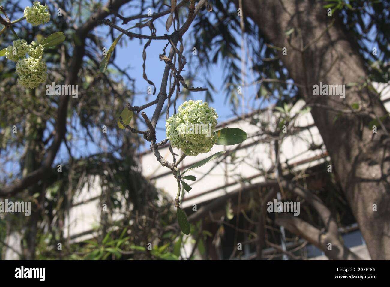 Blackboard tree or Chitwan (Alstonia scholaris) with fragrant white ...