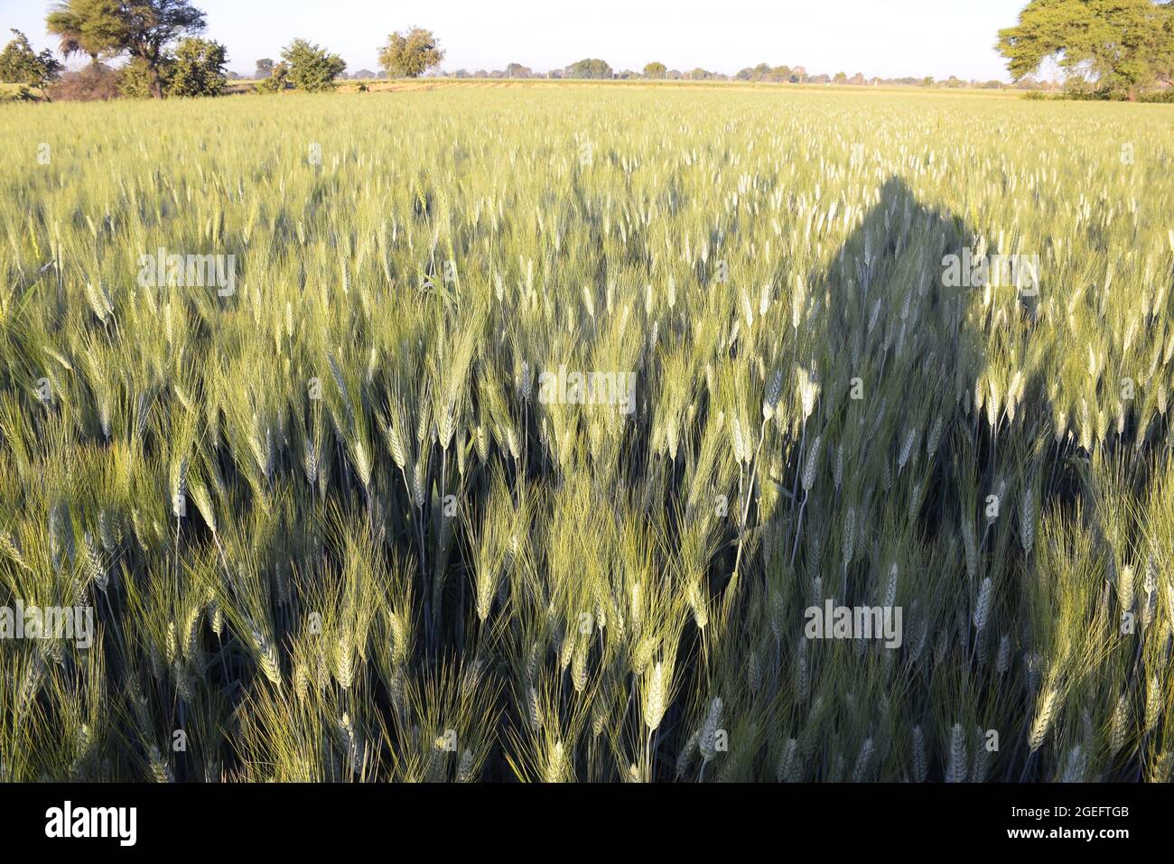 The rays of the sun and the shadow of the photographer falling on the ...