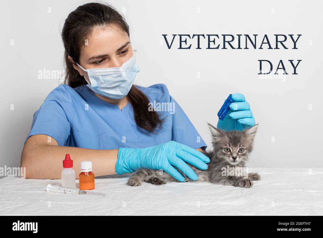 Veterinary Day greeting card with text. A veterinarian drips on the ...