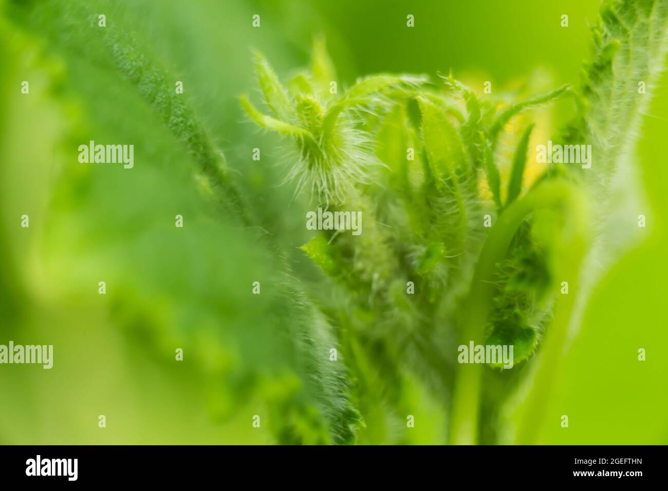 Beautiful green cucumber inflorescence, macro photo, shallow depth of ...