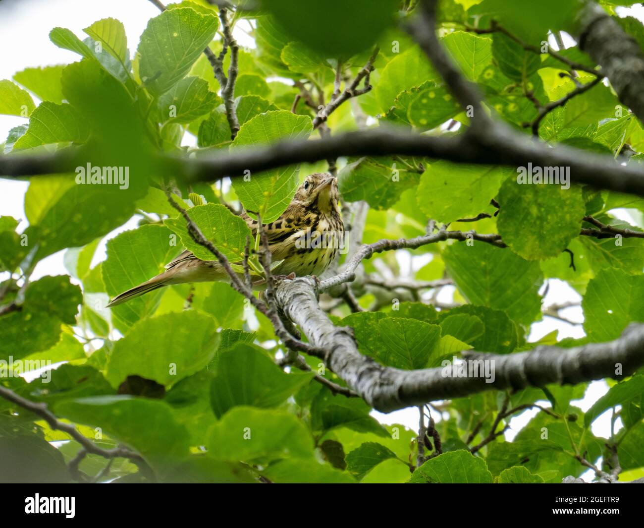 A young Tree Pipit in a tree on Wansfell, Ambleside, Lake District, UK ...