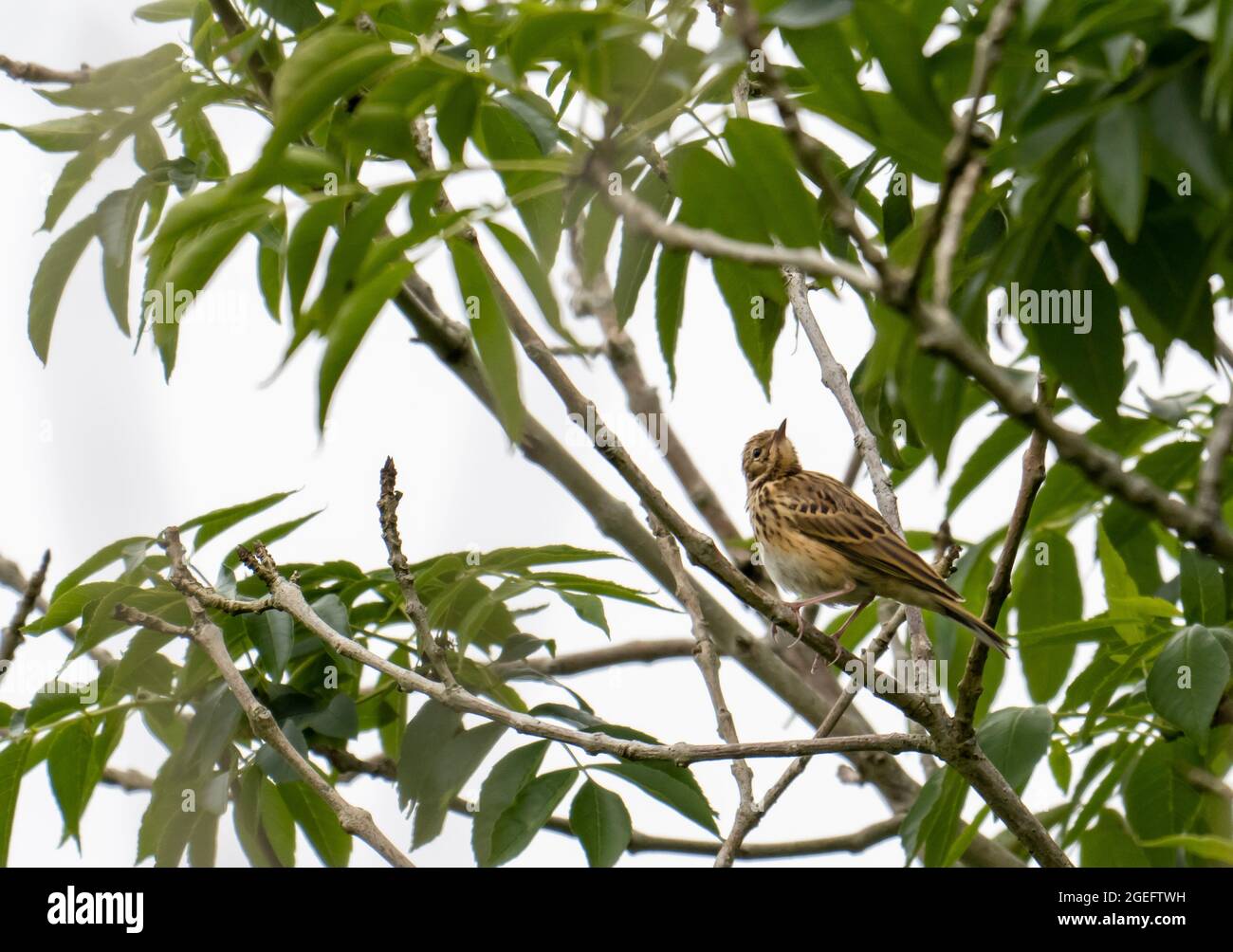A young Tree Pipit in a tree on Wansfell, Ambleside, Lake District, UK ...