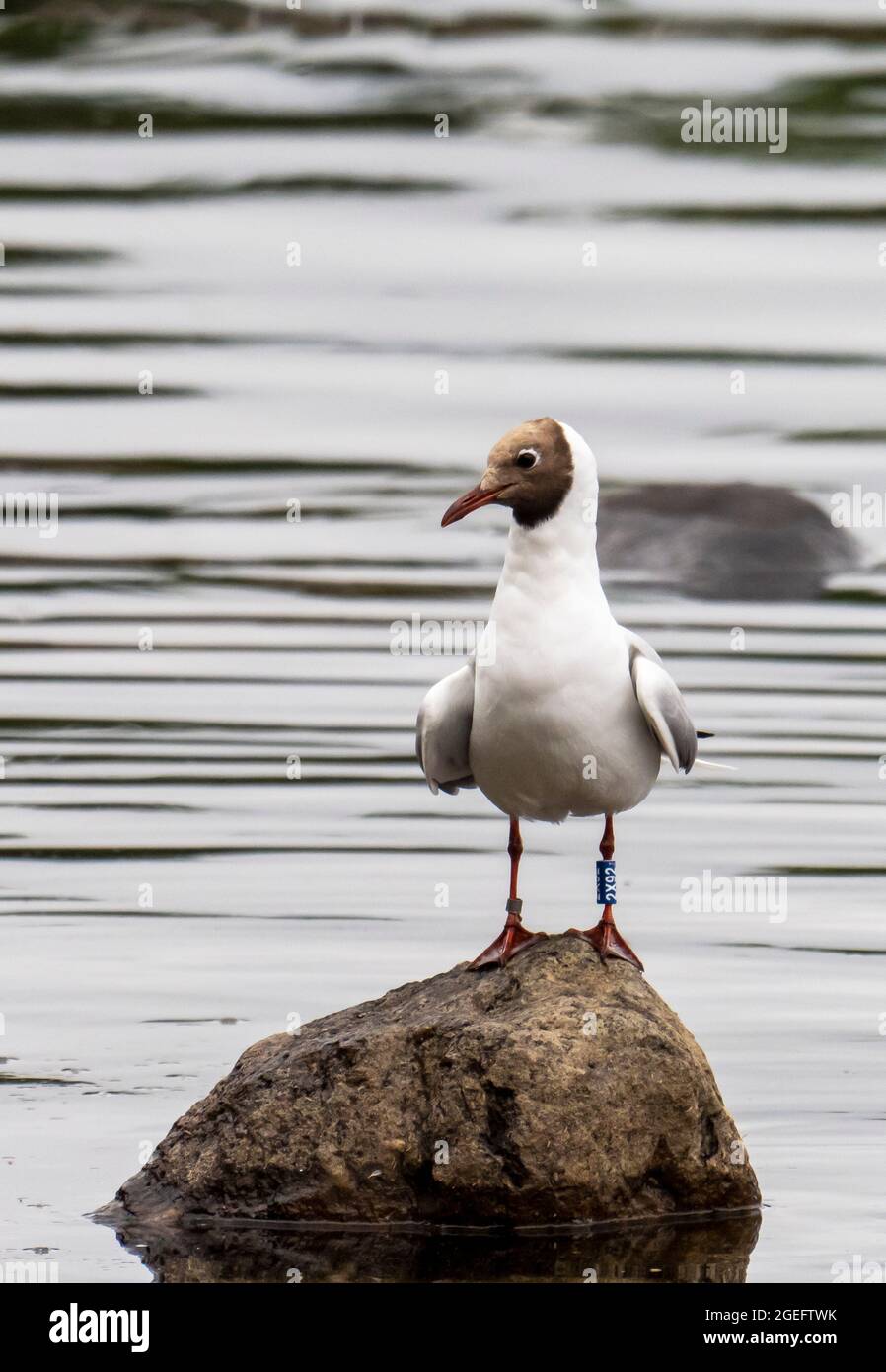 A colour ringed Black Headed Gull on Lake windermere in Ambleside, Lake ...
