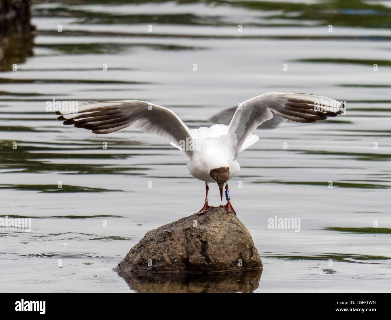 A colour ringed Black Headed Gull on Lake windermere in Ambleside, Lake ...