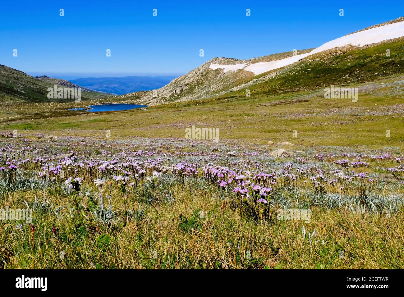 Wildflowers, a small lake and snow in summer near summit of Mt ...