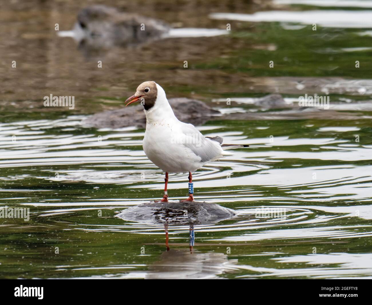 Black ringed beak hi-res stock photography and images - Alamy