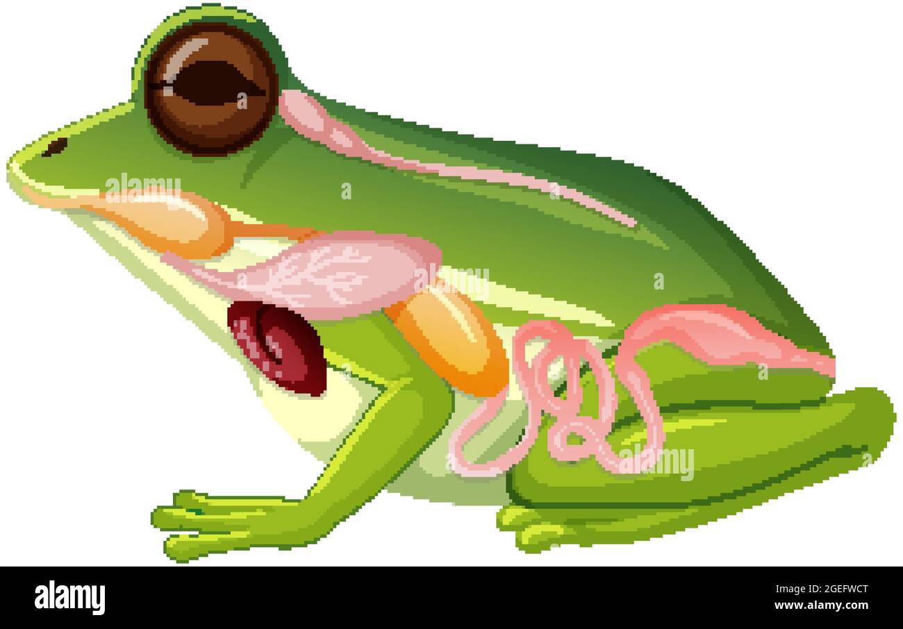 Internal anatomy of frog with organs illustration Stock Vector Image ...