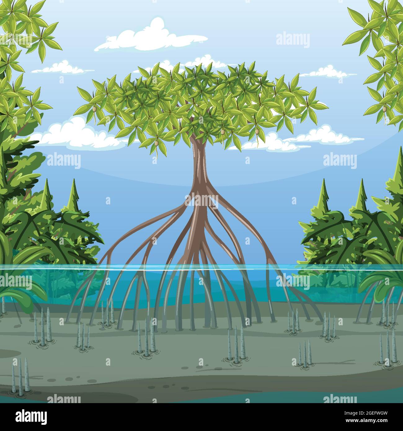 Mangrove Illustration