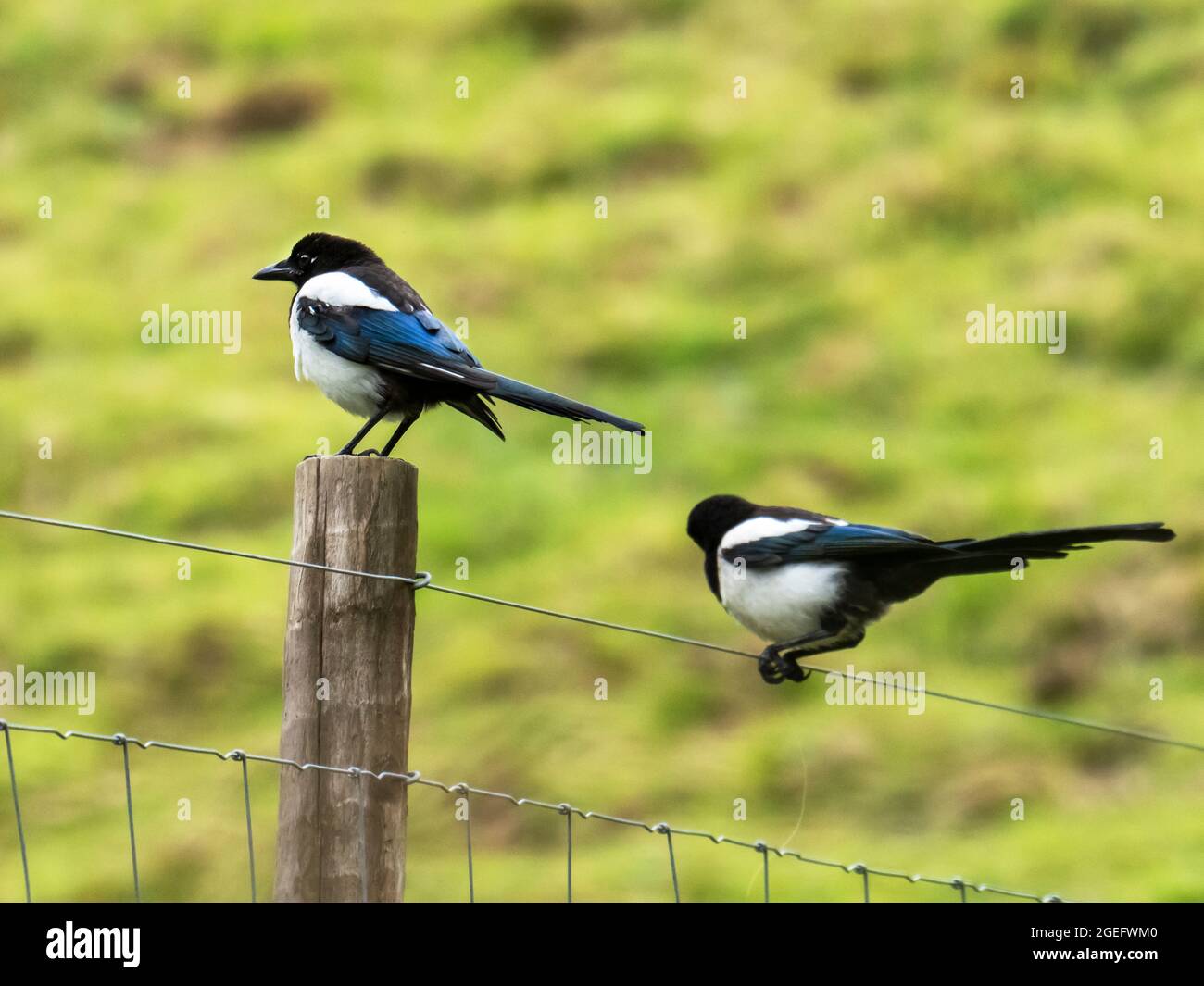 Magpies in Ambleside, UK Stock Photo - Alamy